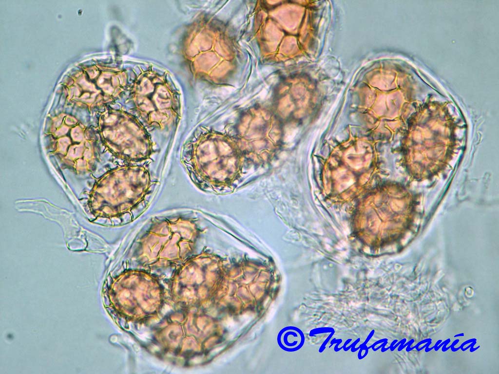 Tuber uncinatum full description