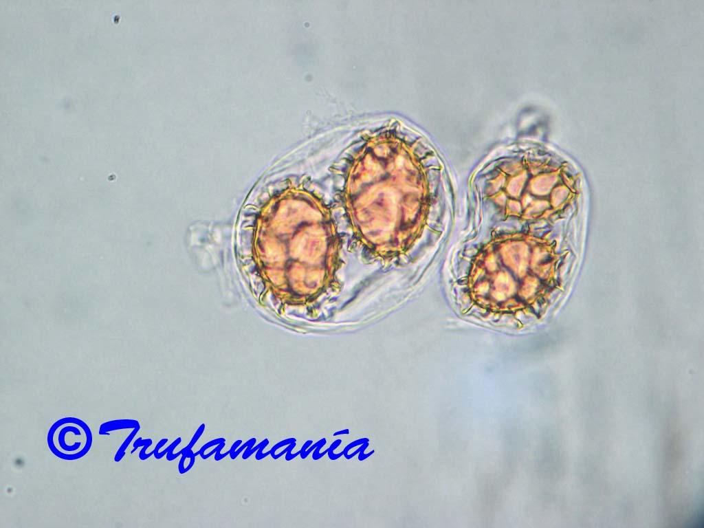 Tuber uncinatum full description