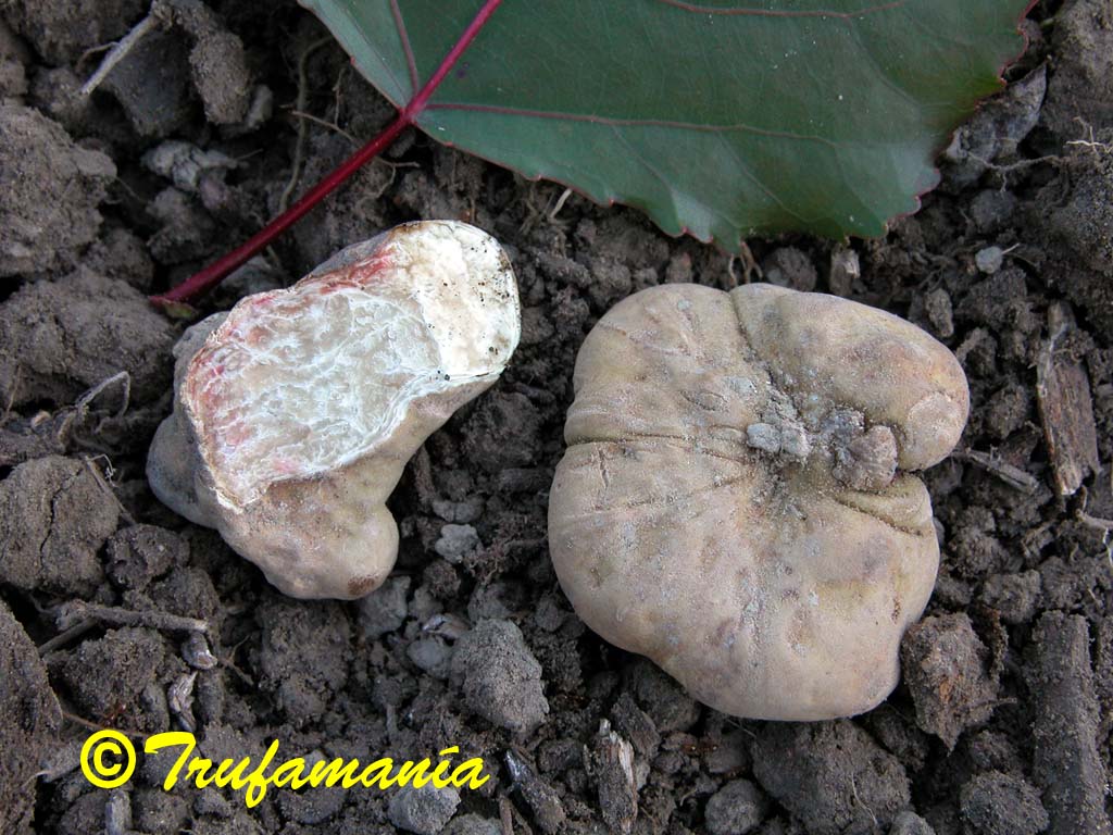 Trufamania - The Istrian truffle (Tuber magnatum)